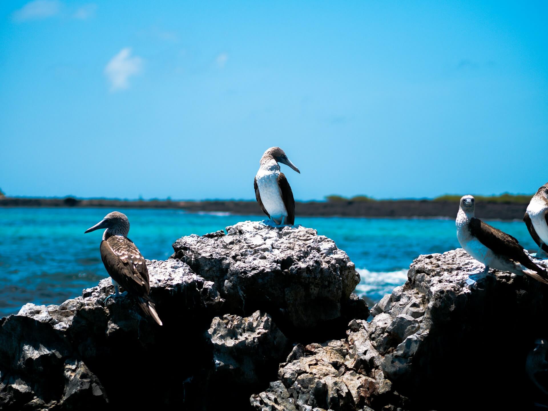 Overzicht met de 17 mooiste Galapagos eilanden - Reischeck.nl - Alles ...